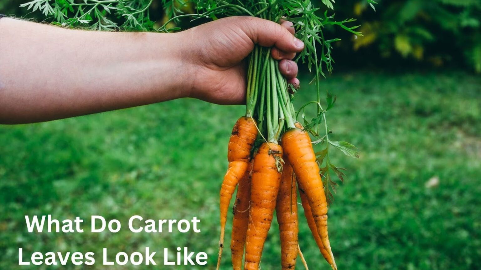 What Do Carrot Leaves Look Like? A Clear Stages for Gardeners ...