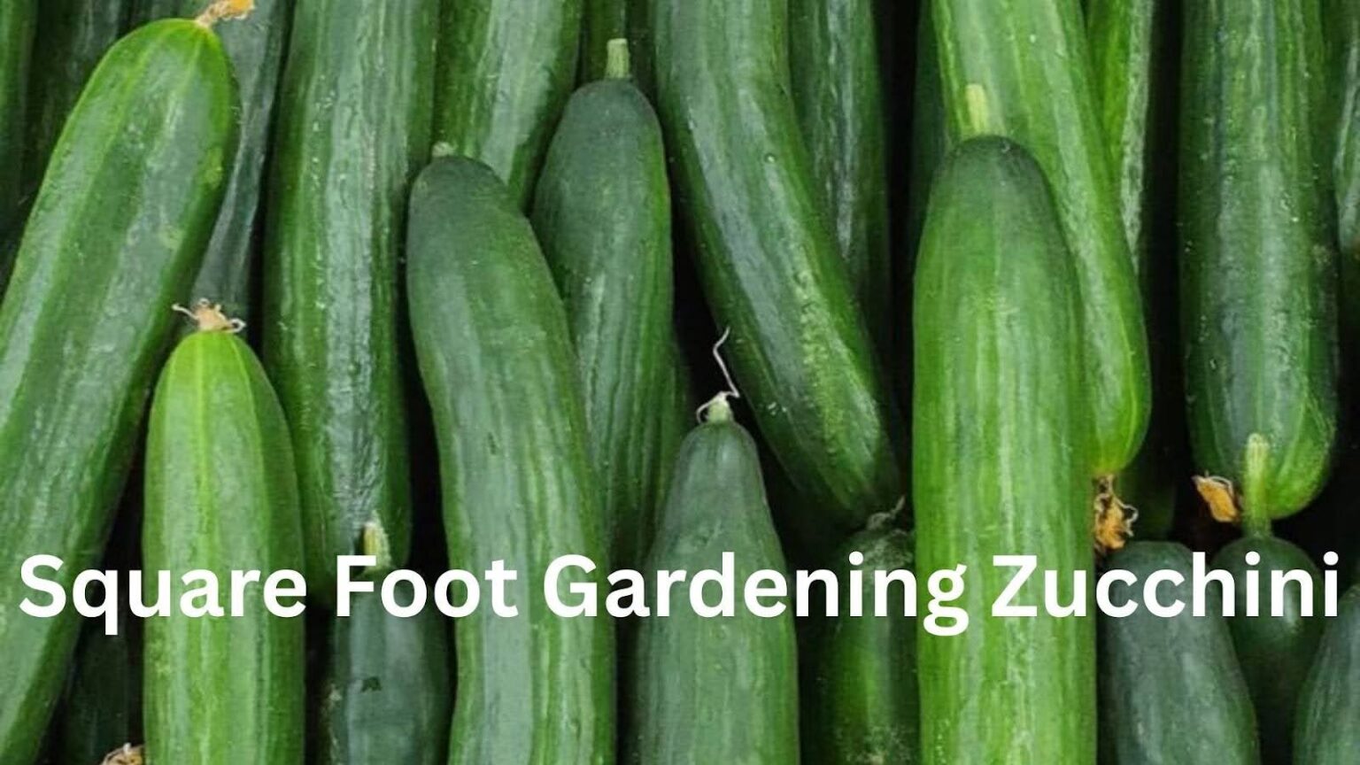 Square Foot Gardening Cucumbers: Grow More in Small Spaces - StarterGarden